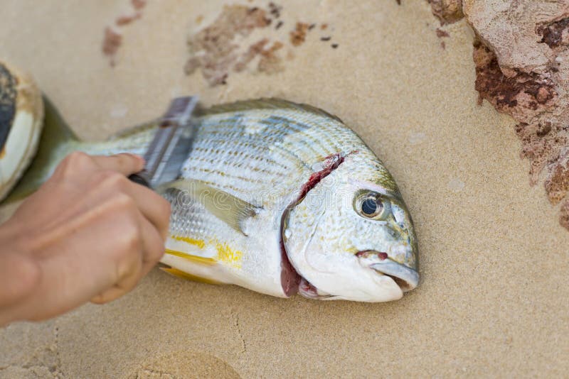 Descaling Fish with Sharp Knife, Selective Focus. Sea Bream on a Wooden ...