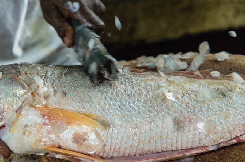 Descaling Fish with Sharp Knife, Selective Focus. Sea Bream on a Wooden ...