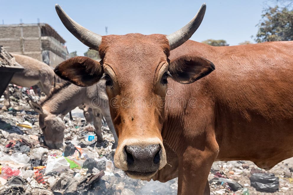 Descarga De Basura De La Vaca Imagen de archivo - Imagen de tierra ...