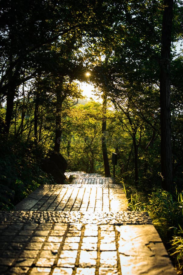 Descending Way with Stone Steps in a Forest Under the Sun Rays Stock ...