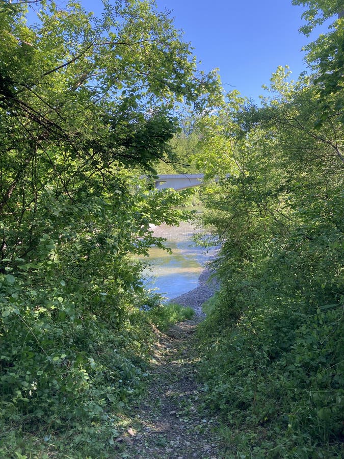 Descent To the River in the Woods Stock Image - Image of descent, river ...