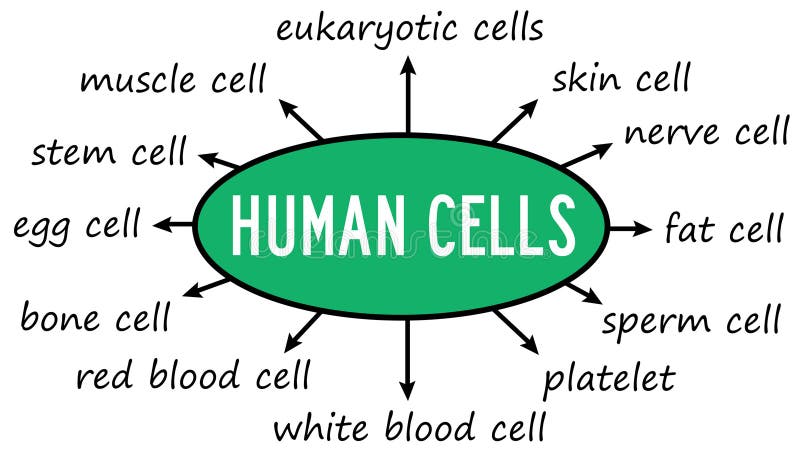 Types of human cells stock illustration. Illustration of nervous ...