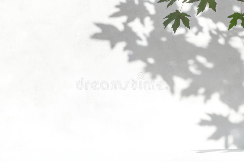 Maple Tree Leaves Shadow Overlay on White Wall - Abstract Neutral ...