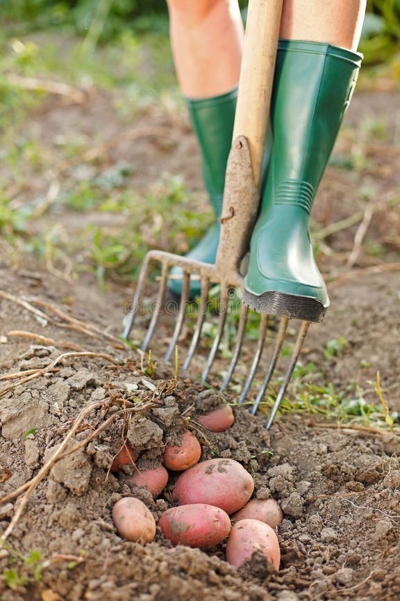 Desenterrar las patatas foto de archivo. Imagen de farmland - 33341218