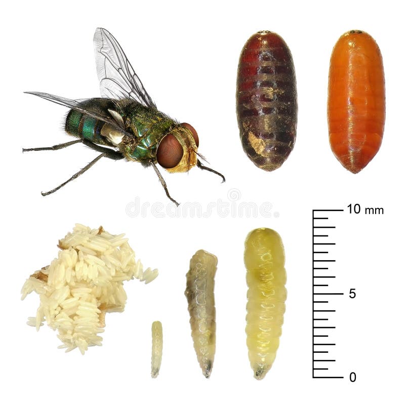 Desenvolvimento da mosca imagem de stock. Imagem de contagioso - 63441861