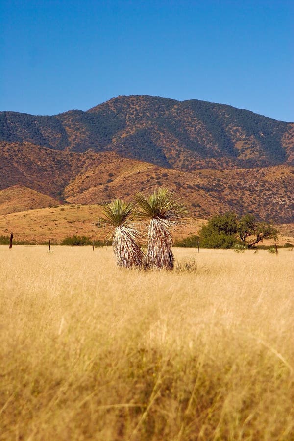 Desert stock image. Image of state, forest, coronado - 11214323