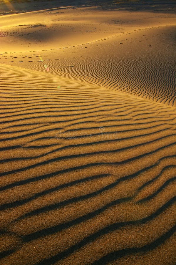 Desert stock photo. Image of life, golden, trace, desert - 15061524