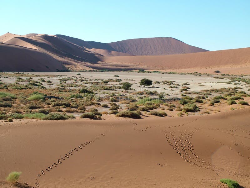 Deadvlei (Namib desert) stock photo. Image of dead, namib - 5136838