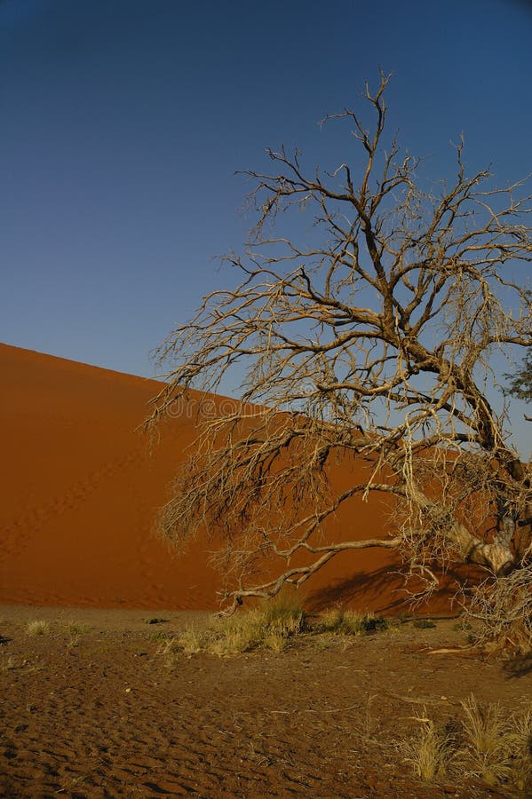 Deadvlei (Namib desert) stock photo. Image of dead, namib - 5136838