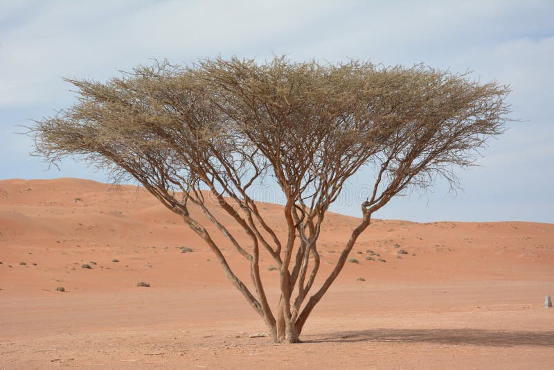 Desert acacia tree stock image. Image of desert, east - 185889689