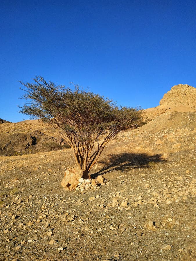Desert Acacia flowers stock photo. Image of blooming - 185797608