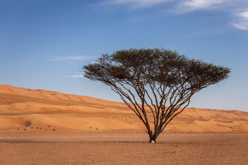 Desert Acacia Tree - Oman stock photo. Image of arabian - 371797640