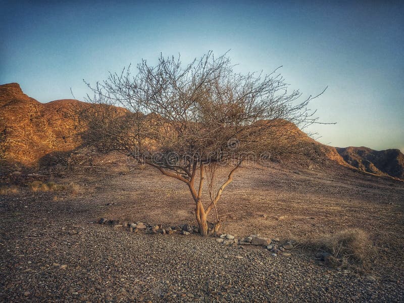 Desert Acacia Tree from Oman Middle East Qatar Emirates Saudi Arabia ...