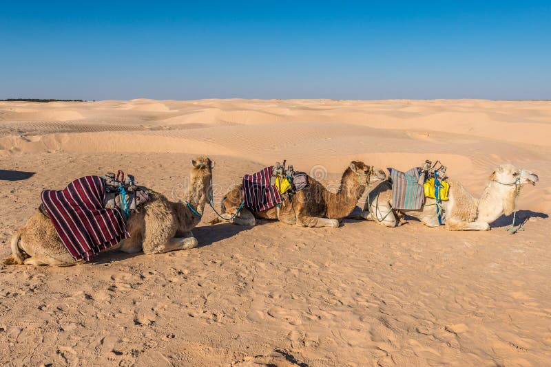 Desert Activities in Tunisia Stock Image - Image of adventure, medina ...