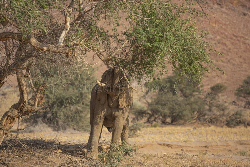 Desert Adapted Elephant Pulling Down Tree with Trunk Stock Photo ...
