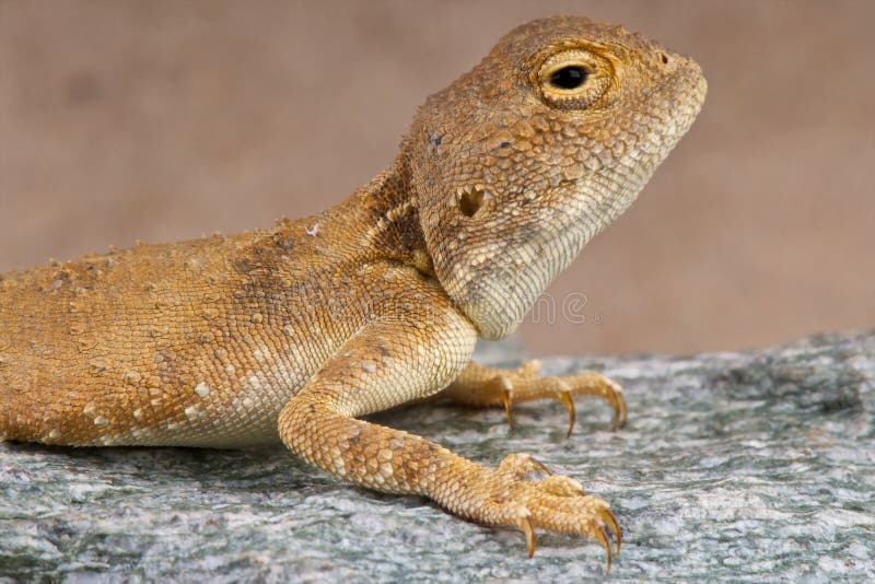 Three-eyed Lizard stock image. Image of foot, nature, head - 5676031