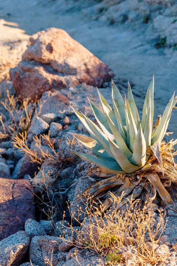 Desert Agave Cactus Growing in Sunlight Stock Image - Image of ...