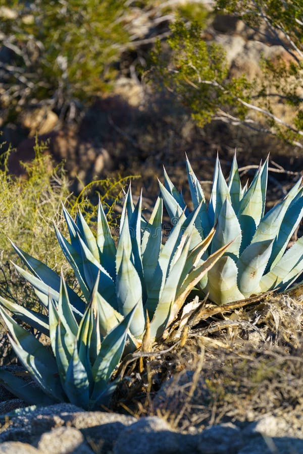 Desert Agave Grouping in Sunlight Stock Photo - Image of sunlight ...