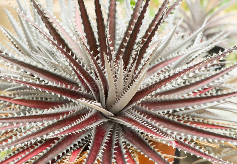 Desert agave stock image. Image of shape, curve, detail - 42603727