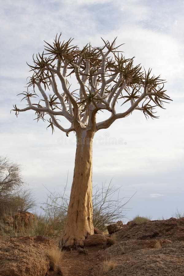 Desert aloe stock photo. Image of kalahari, south, namibia - 11796746