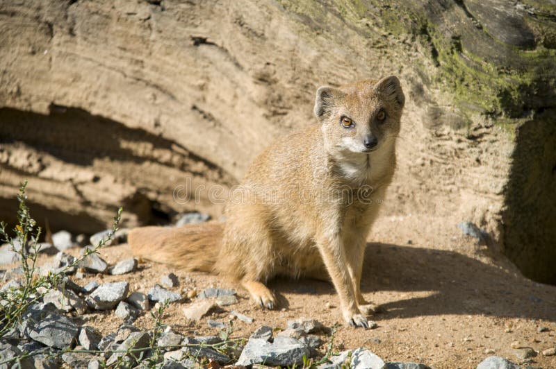Desert animal stock photo. Image of animal, predator - 29402606