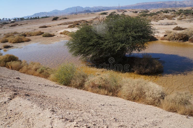 Desert Arava with Puddles after Rain Stock Image - Image of natural ...