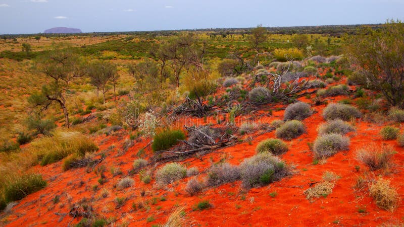 Desert editorial photography. Image of plant, desert - 46736647