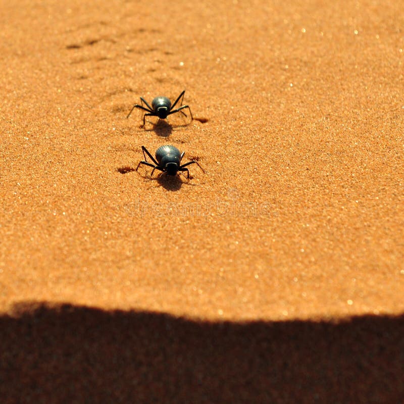 Namib Desert Beetle stock photo. Image of creature, brown - 21956502