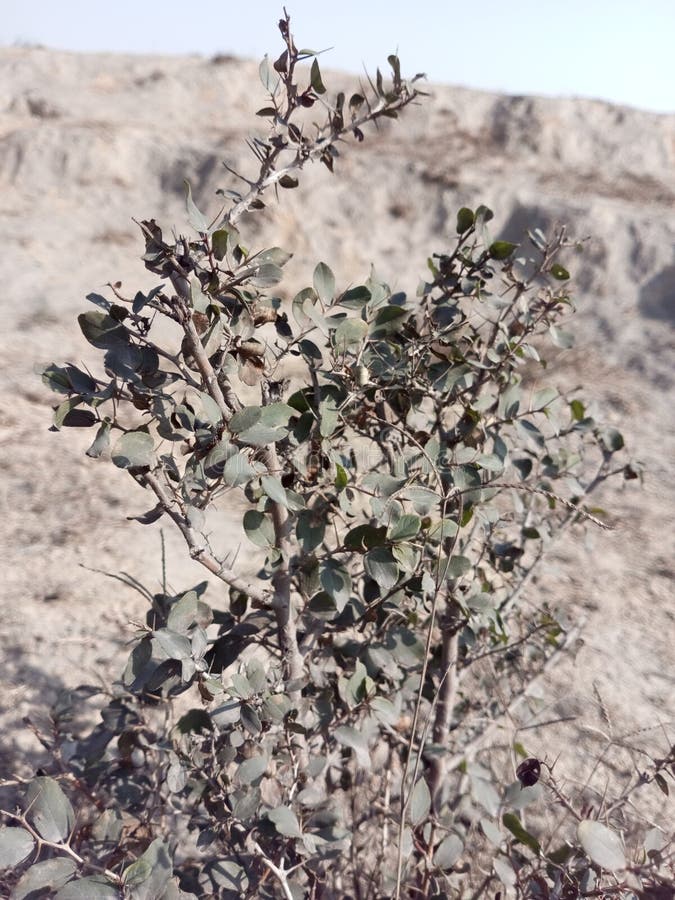 Desert Berry Plant with Background Mountain Stock Photo - Image of ...