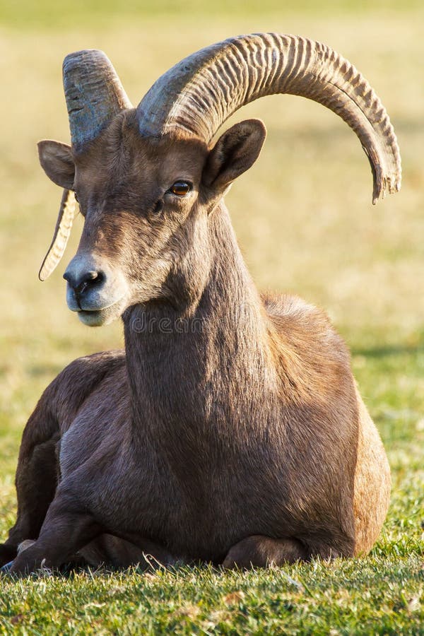 Desert Big Horn Ram Sheep stock photo. Image of animal - 36076864