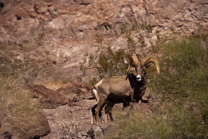 Desert big horn sheep stock image. Image of desert, sheep - 26577933 Desert big horn sheep stock image. Image of desert, sheep - 26577933