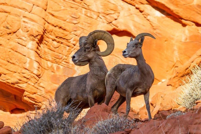 Desert Big Horn Sheep on Red Rock Stock Image - Image of desert, nature ...