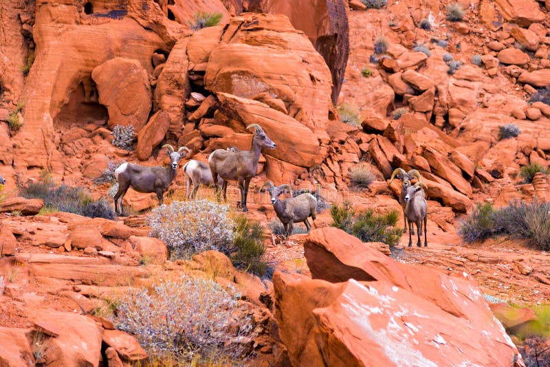 Desert Big Horn Sheep in Valley of Fire State Park, Nevada Stock Image ...
