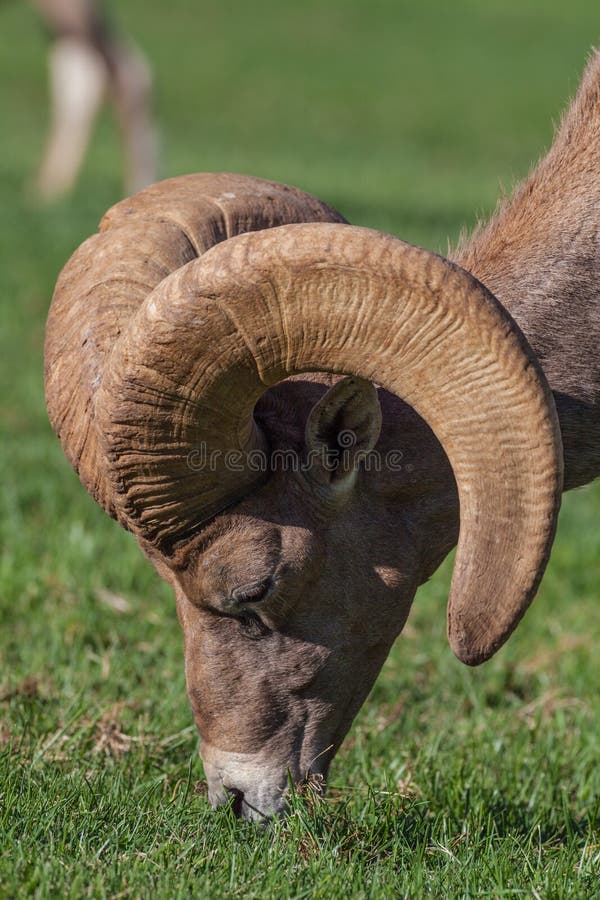 Desert Bighorn Ram Grazing stock image. Image of wild - 47216311