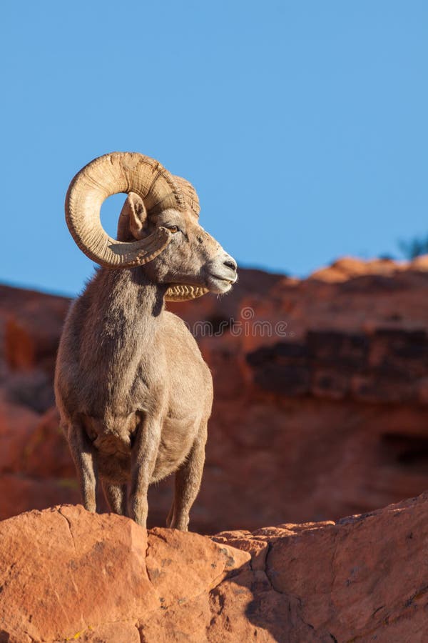 Desert Bighorn Ram Posing stock photo. Image of outdoors - 69254858