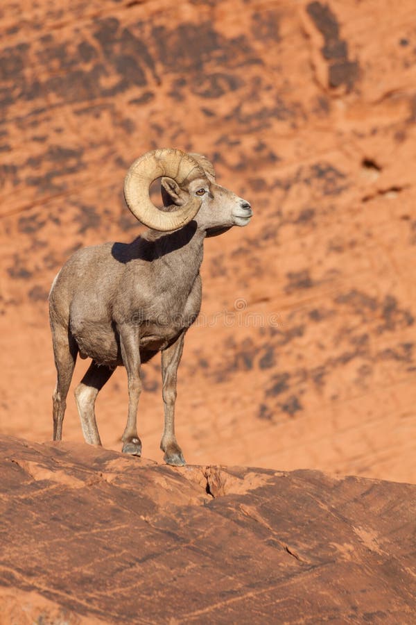 Desert Bighorn Ram in Red Rocks Stock Photo - Image of outdoors, mammal ...