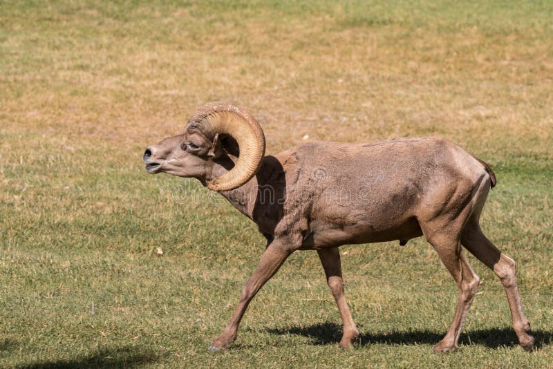 Desert Bighorn Ram Rutting stock photo. Image of nature - 80231094