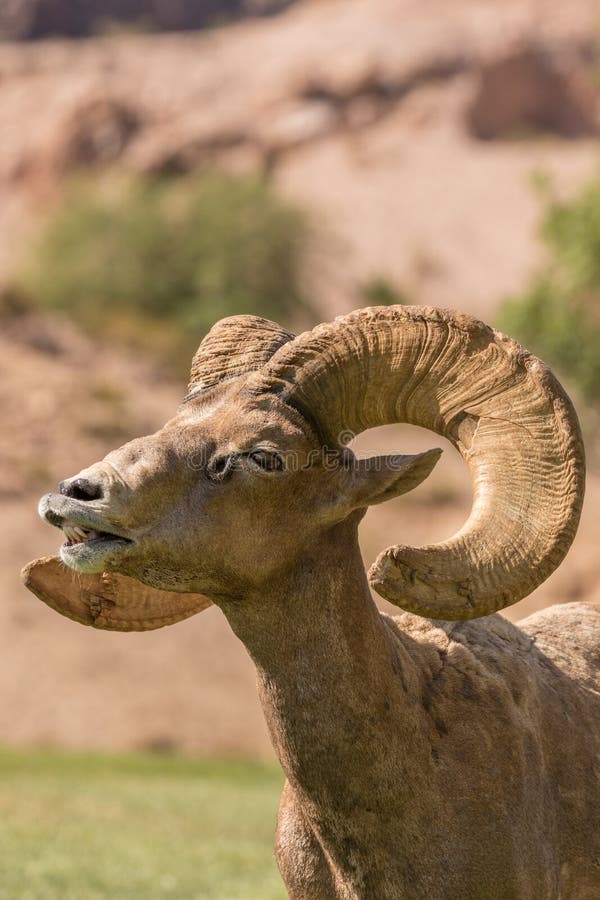 Desert Bighorn Ram Rutting stock image. Image of rutting - 81666991