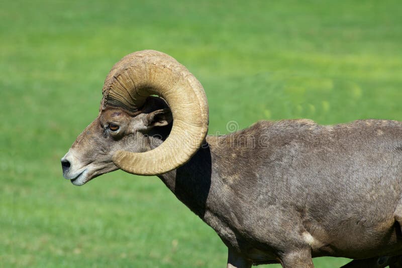 Desert Bighorn Ram Side View Stock Photo - Image of portrait, nevada ...