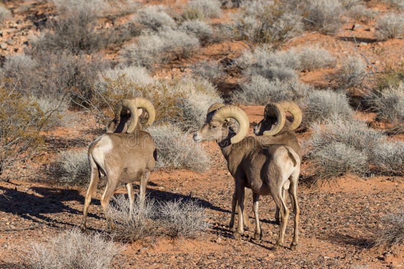 Desert Bighorn Rams stock image. Image of wildlife, animal - 68813701