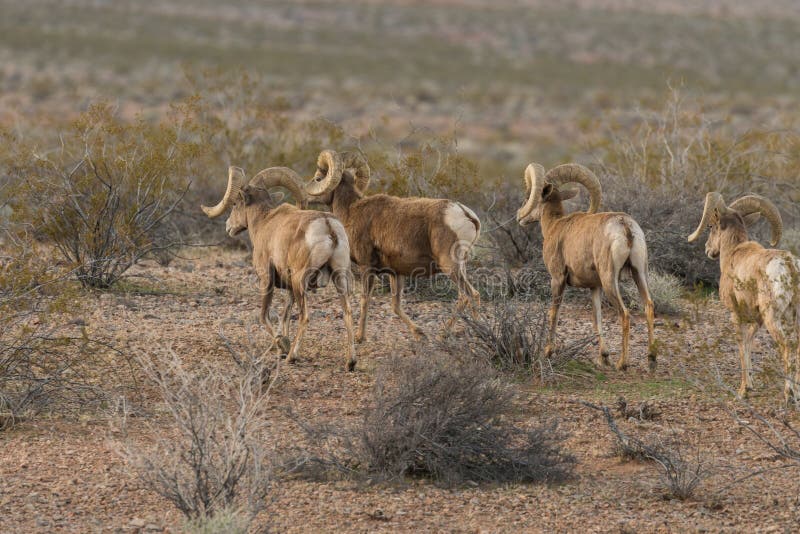 Desert Bighorn Rams stock photo. Image of nature, bighorn - 90373380