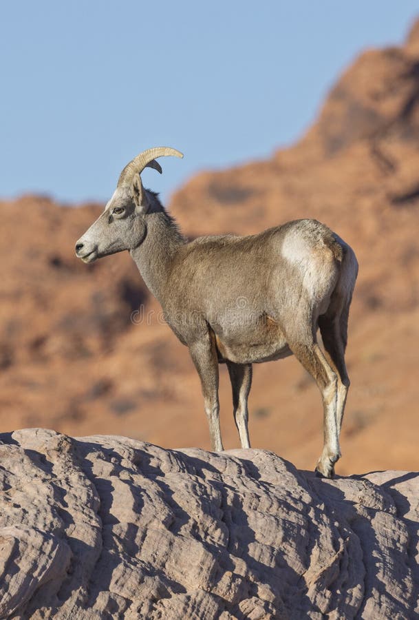 Desert Bighorn Sheep in the Nevada Desert in Winter Stock Image - Image of mammal, park: 361445169