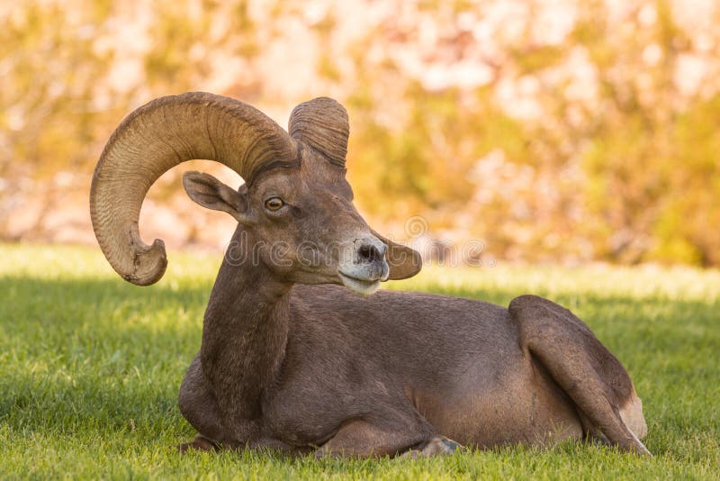 Desert Bighorn Sheep Ram Bedded Stock Photo - Image of wildlife ...