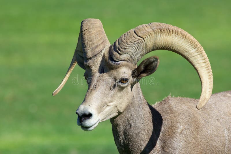 Desert Bighorn Sheep Ram Close Up Stock Photo - Image of nevada, wild ...