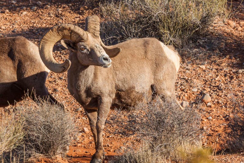Desert Bighorn Sheep Ram Eating Stock Image - Image of sheep, nevada ...