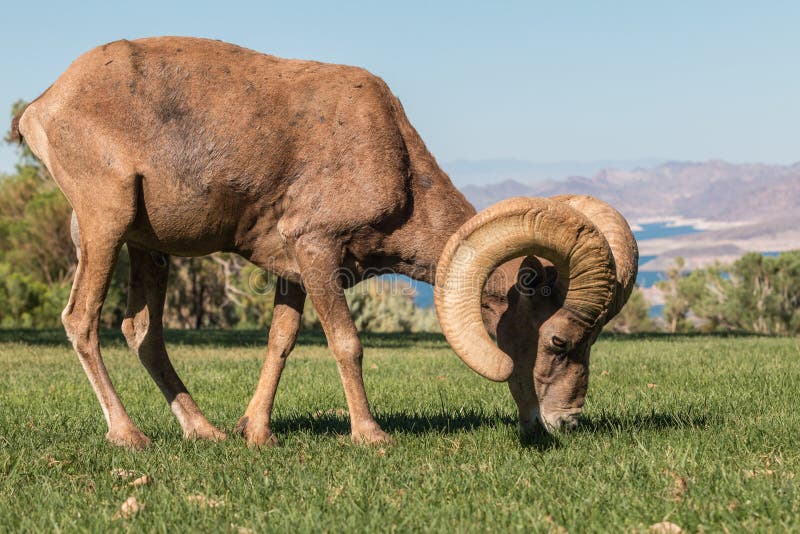 Desert Bighorn Sheep Ram Grazing Stock Image - Image of nature ...