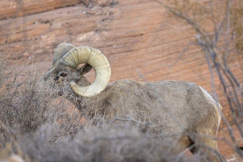 Desert Bighorn Sheep Ram in Nevada in Winter Stock Photo - Image of ...