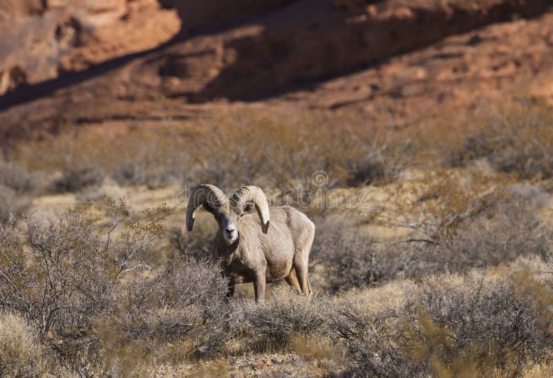 Desert Bighorn Sheep Ram in the Nevada Desert in Winter Stock Image ...