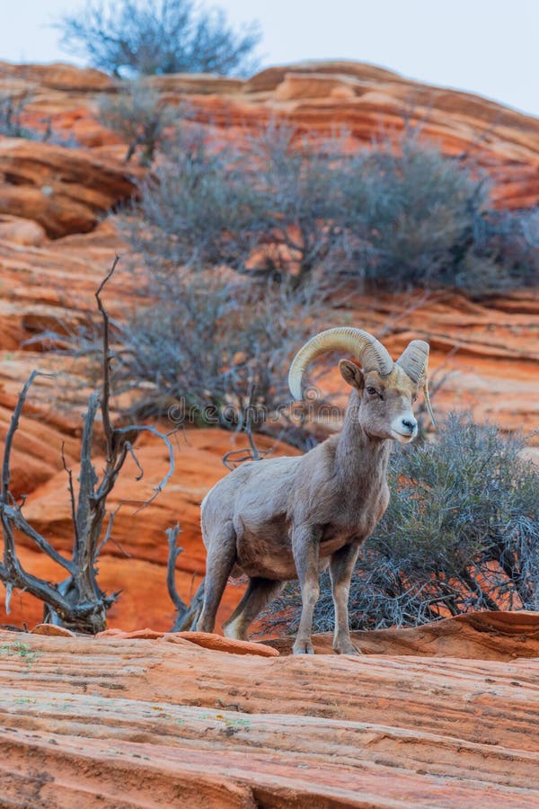 Desert Bighorn Sheep Ram in Red Rocks Stock Photo - Image of mammal ...
