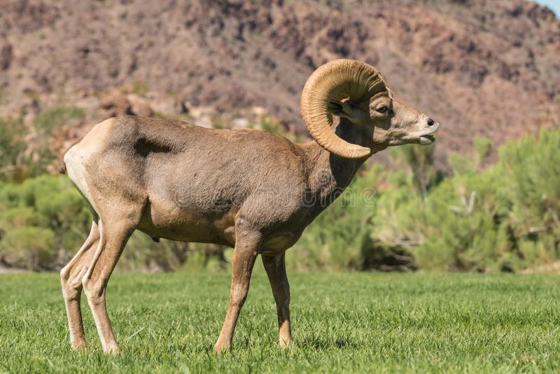 Desert Bighorn Sheep Ram in Rut Stock Photo - Image of bighorn, mammal ...